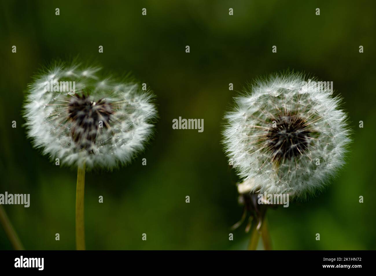 Dry dandelion flowers abstract hi-res stock photography and images - Alamy