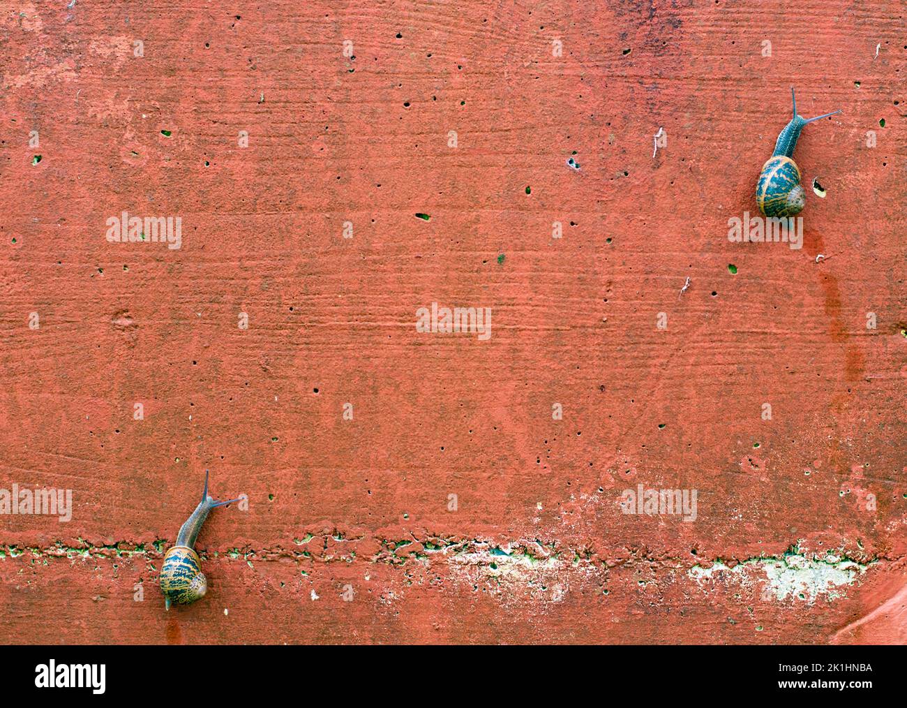 Race of two snails sliding on a red wall Stock Photo - Alamy