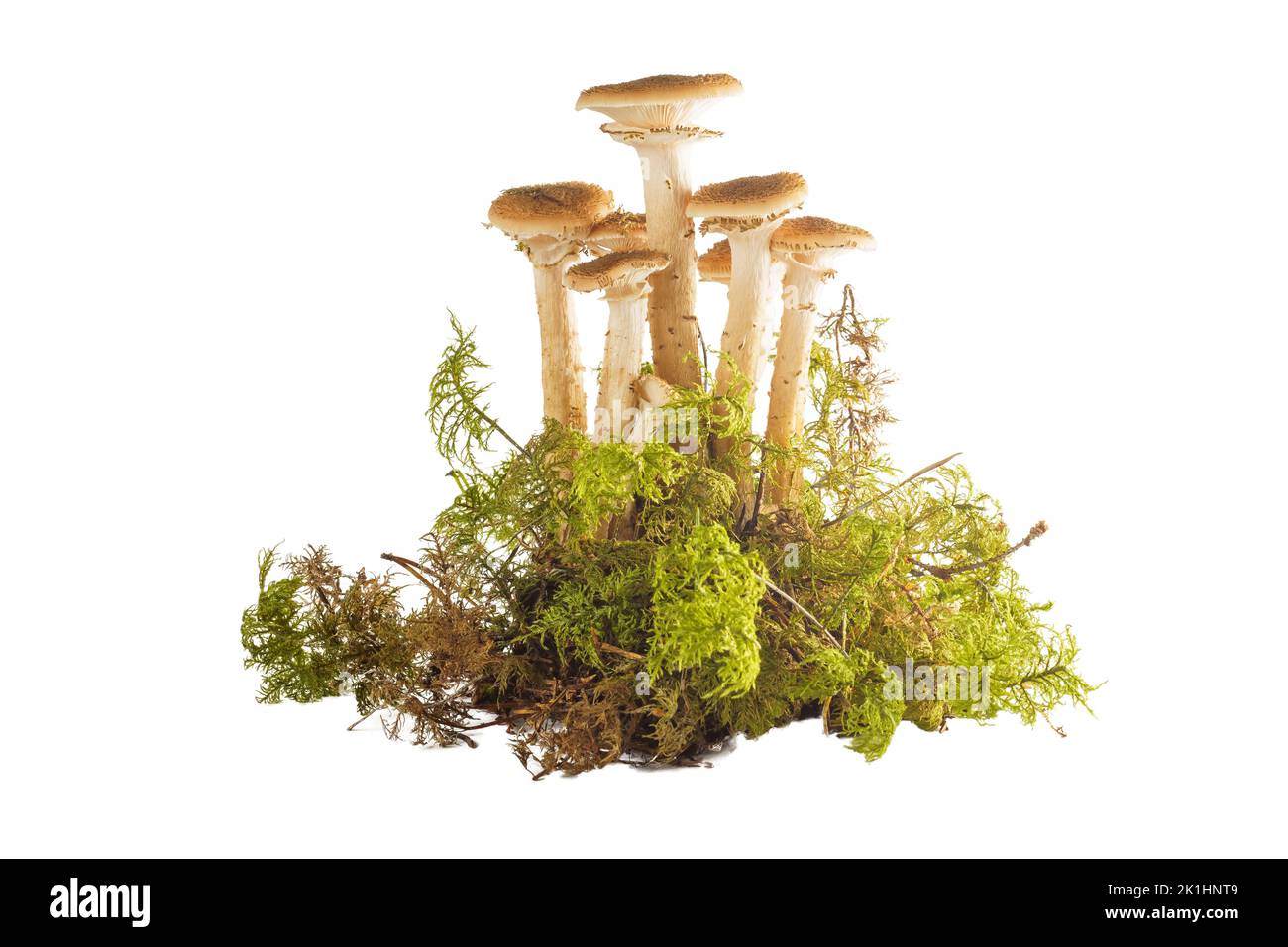 Group of brownish-beige autumn honey mushrooms with moss isolated on ...
