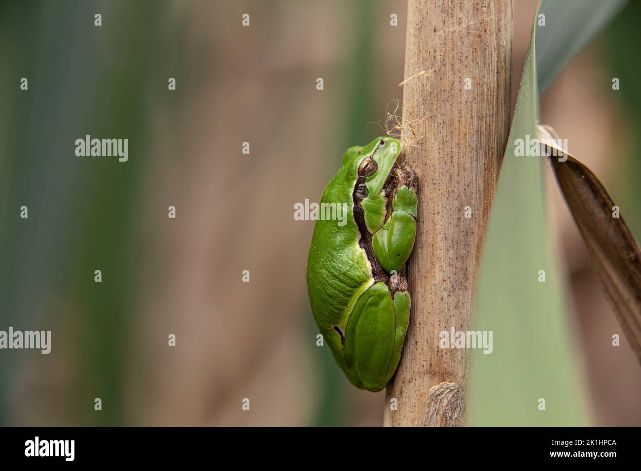 Male of European tree frog (Hyla arborea) sitting on dry cattail leaf ...