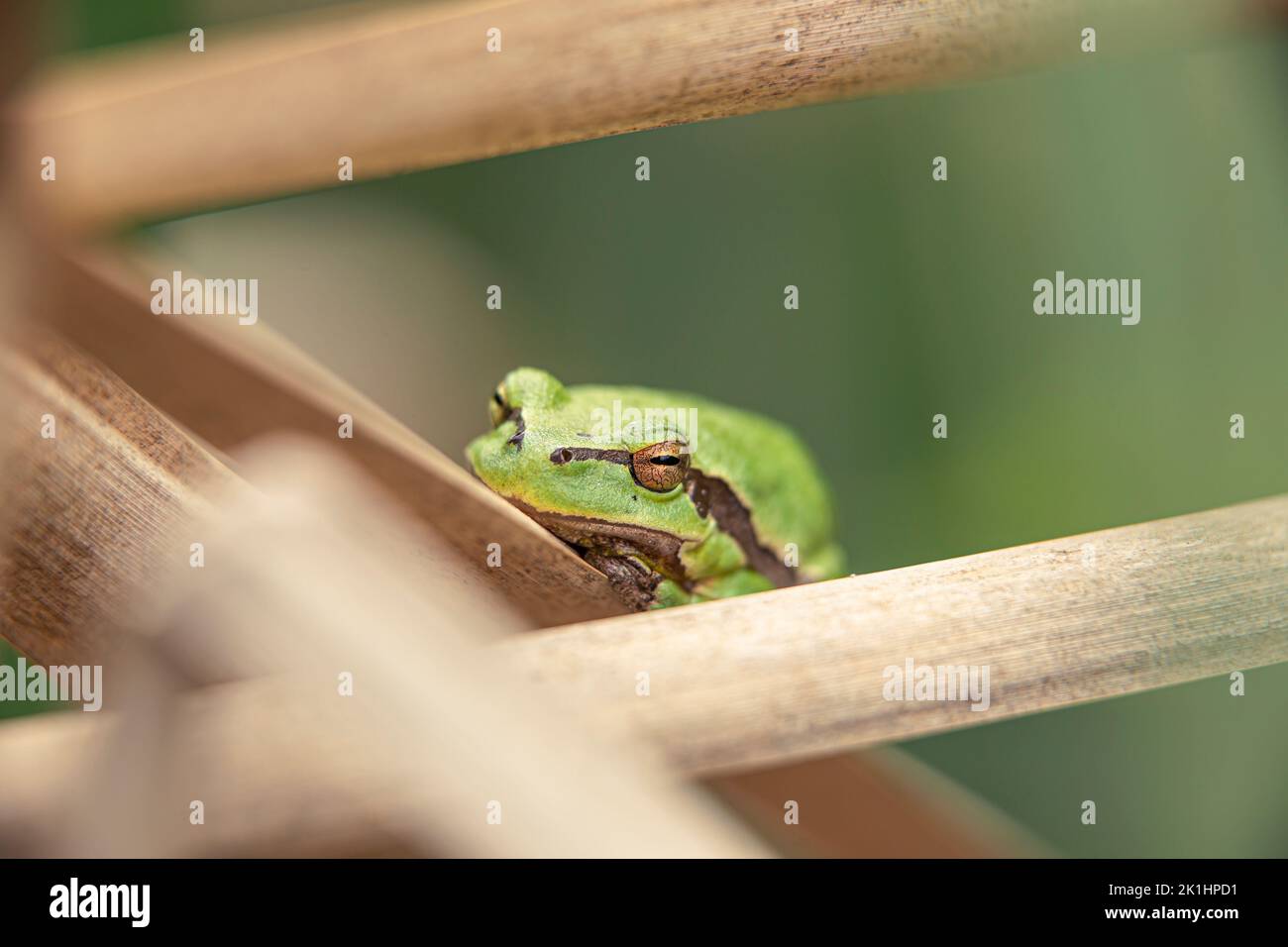 Male of European tree frog (Hyla arborea) sitting on dry cattail leaf ...