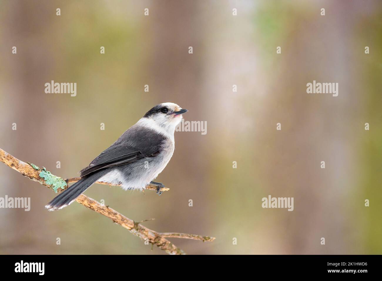 Whiskey jack birds hi-res stock photography and images - Alamy