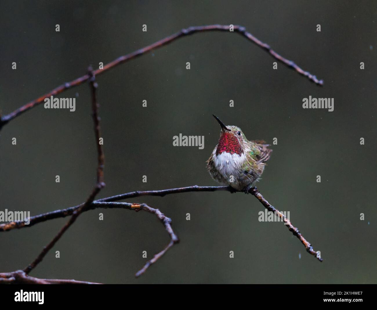 Broad tailed hummingbird perched on a tree in the rain Stock Photo - Alamy