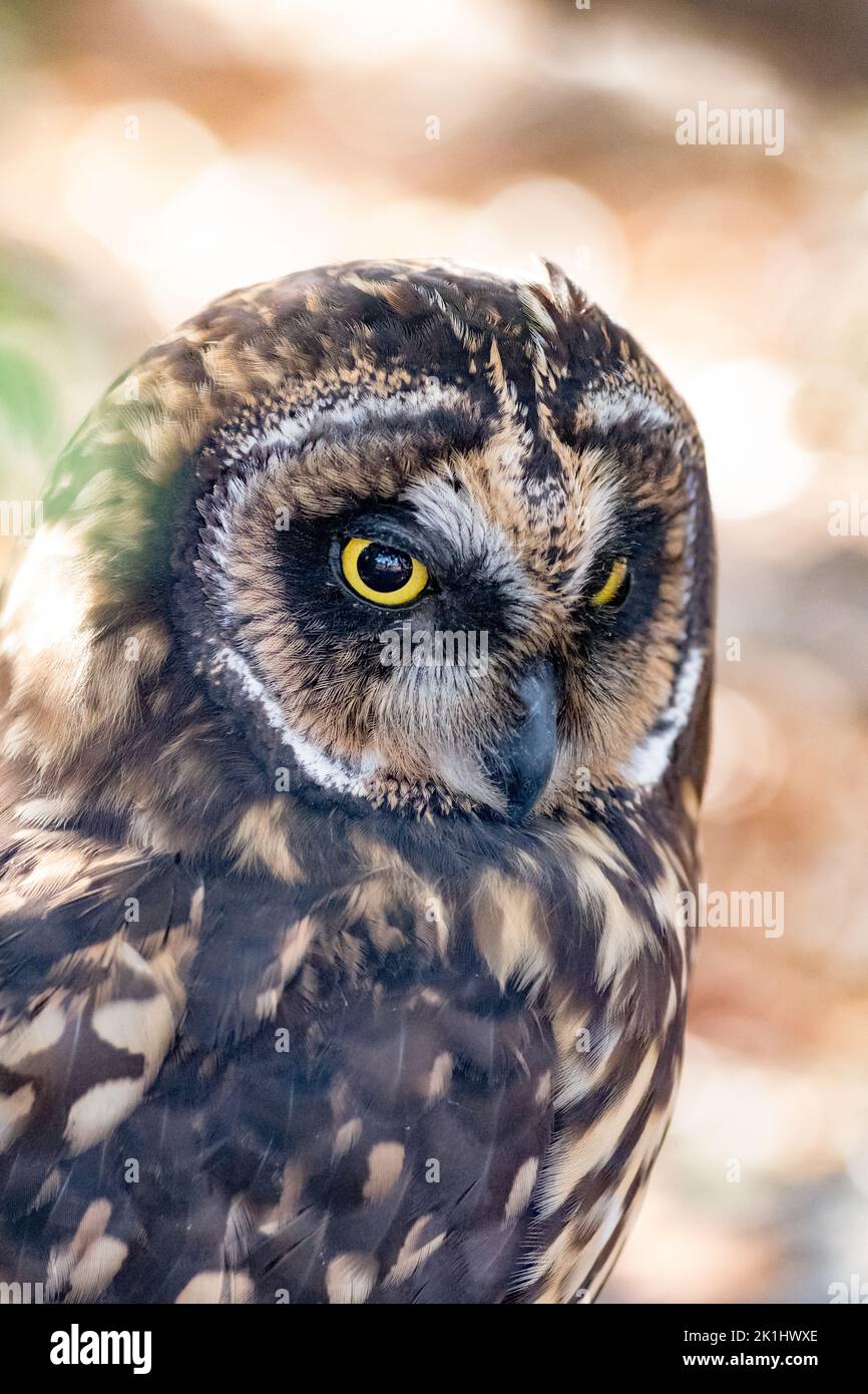 Galapagos Shorteared Owl roosting on the ground Stock Photo - Alamy