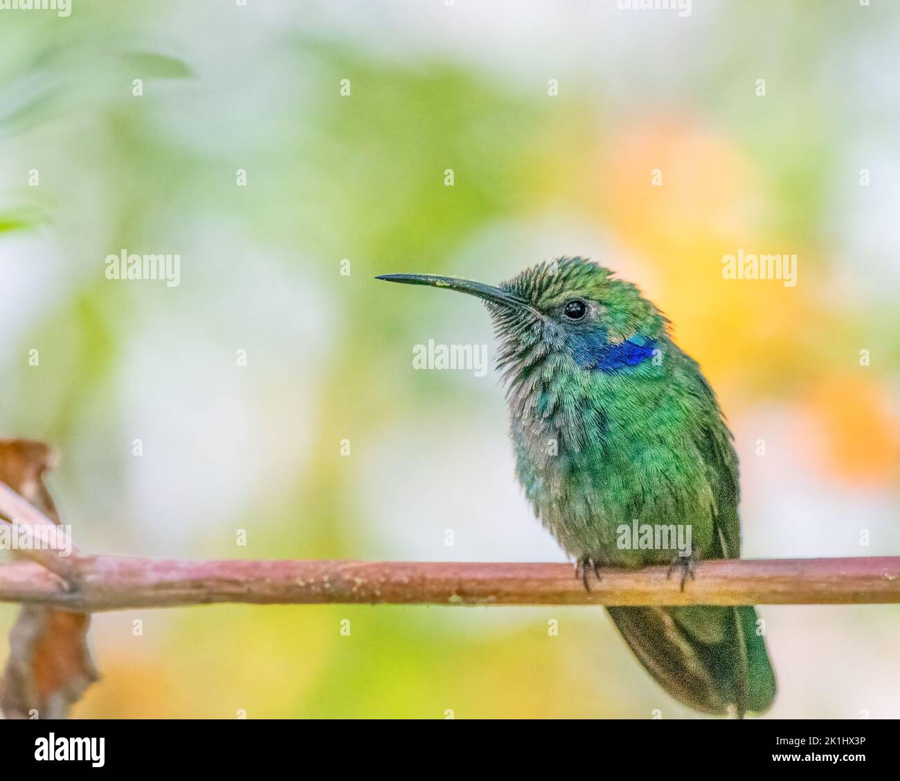 Mexican violetear perched on a tree branch Stock Photo - Alamy
