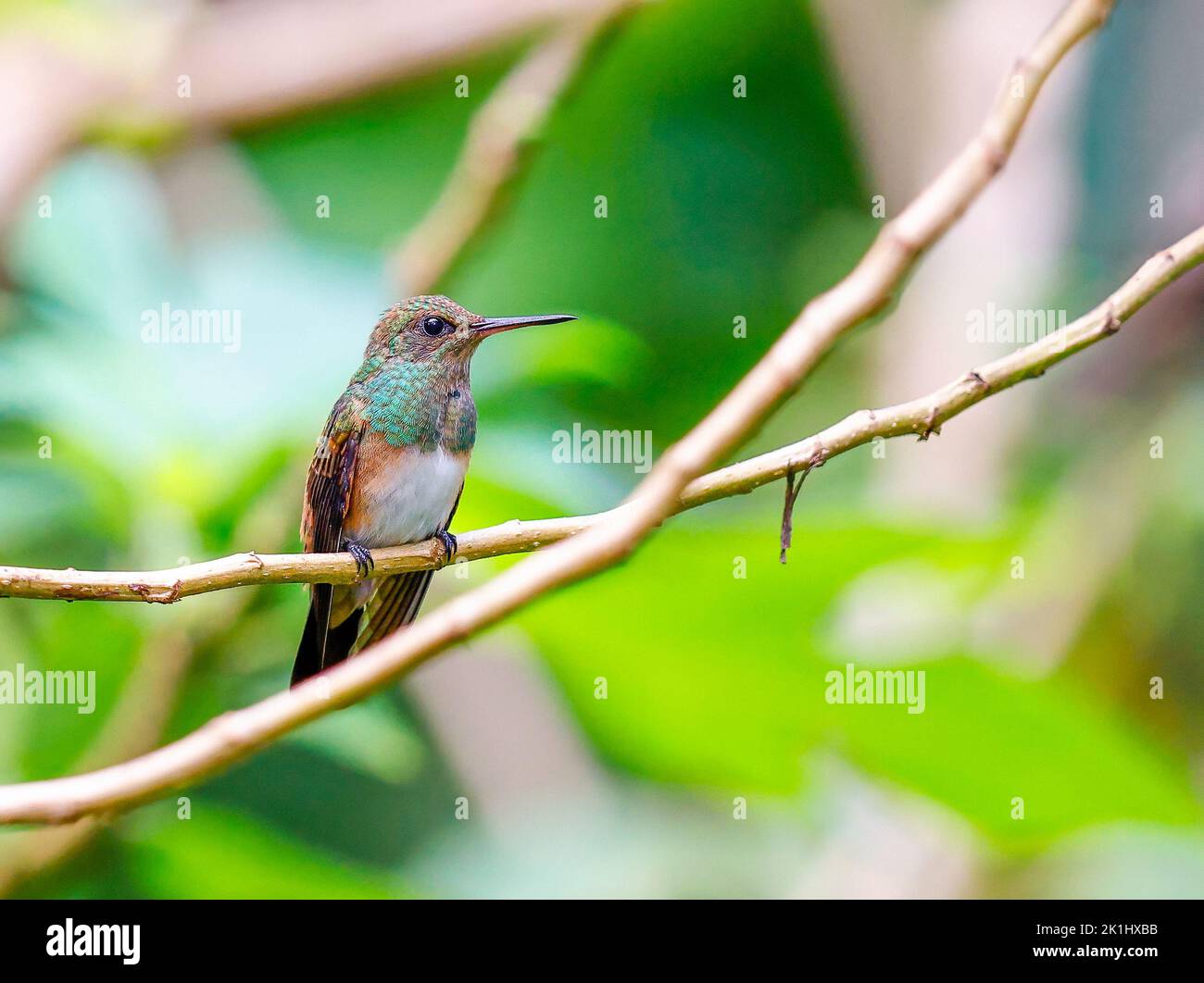 Hummingbird sitting on branch white bellied hi-res stock photography ...