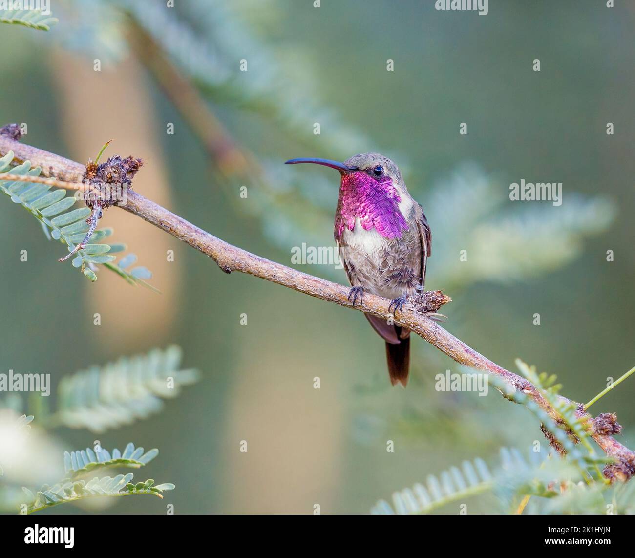 Lucifer sheartail hi-res stock photography and images - Alamy