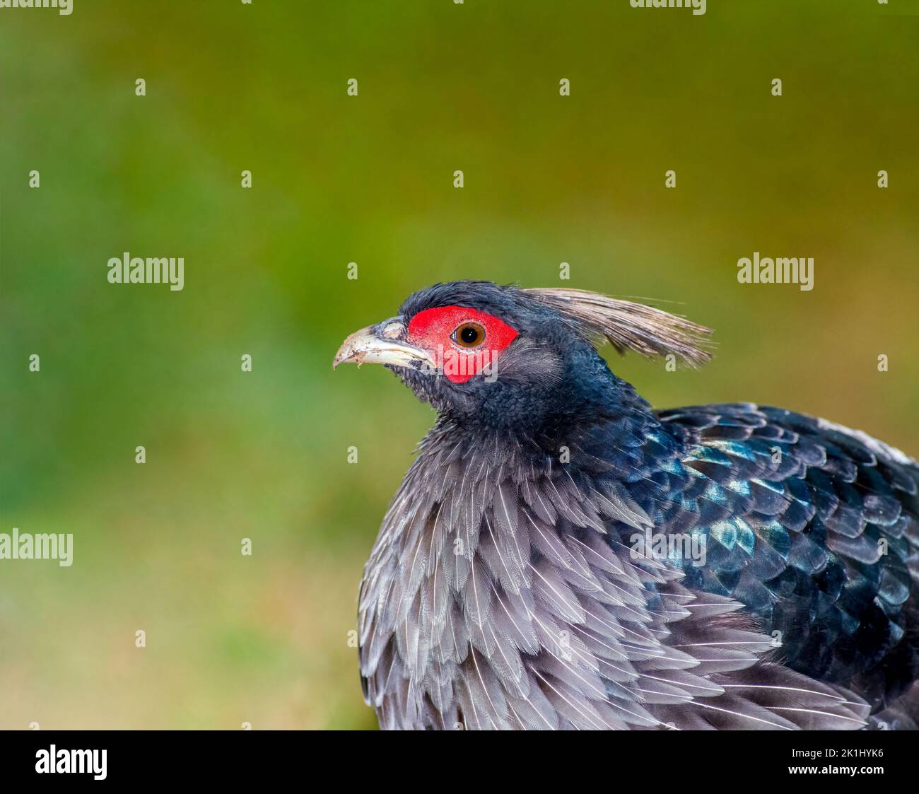 Khalij pheasant portrait from Volcanoes national park Stock Photo - Alamy