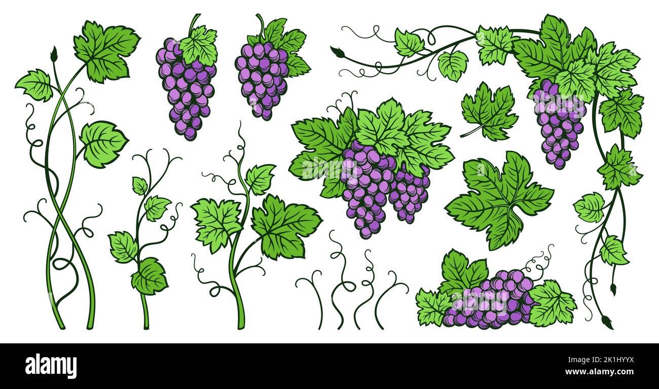 Vine engraved hi-res stock photography and images - Alamy
