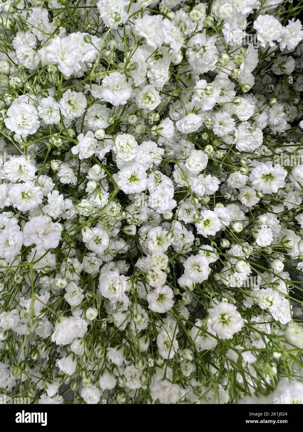 Baby breath plant hi-res stock photography and images - Alamy