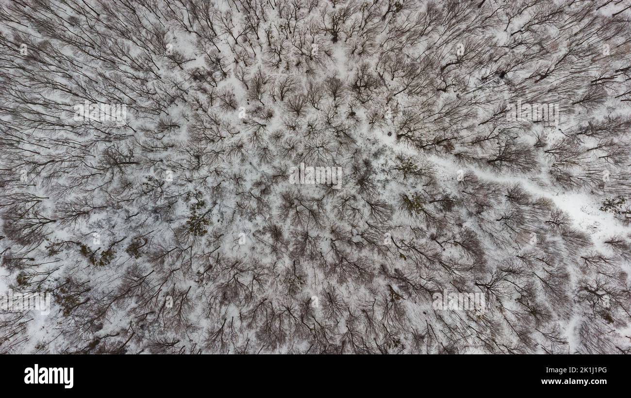 Aerial forest view in cold season Stock Photo - Alamy