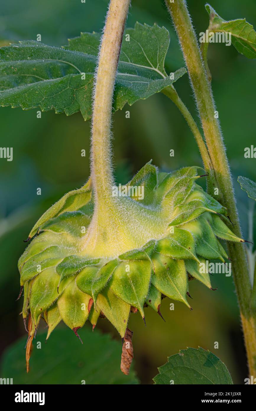 A spent sunflower head has shed most of its beautiful flower rays beut ...
