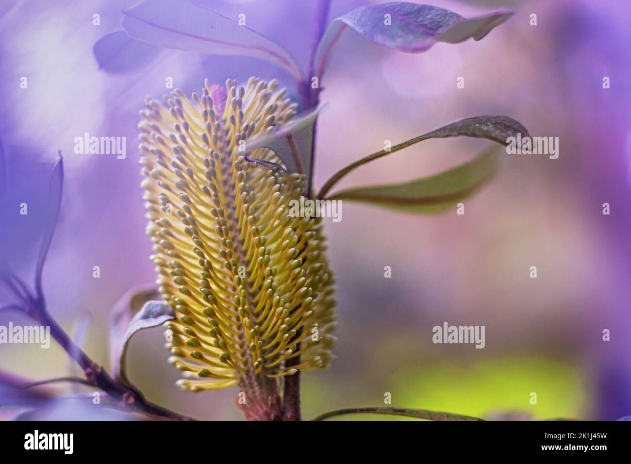 Banksia flower (Banksia sp Stock Photo - Alamy