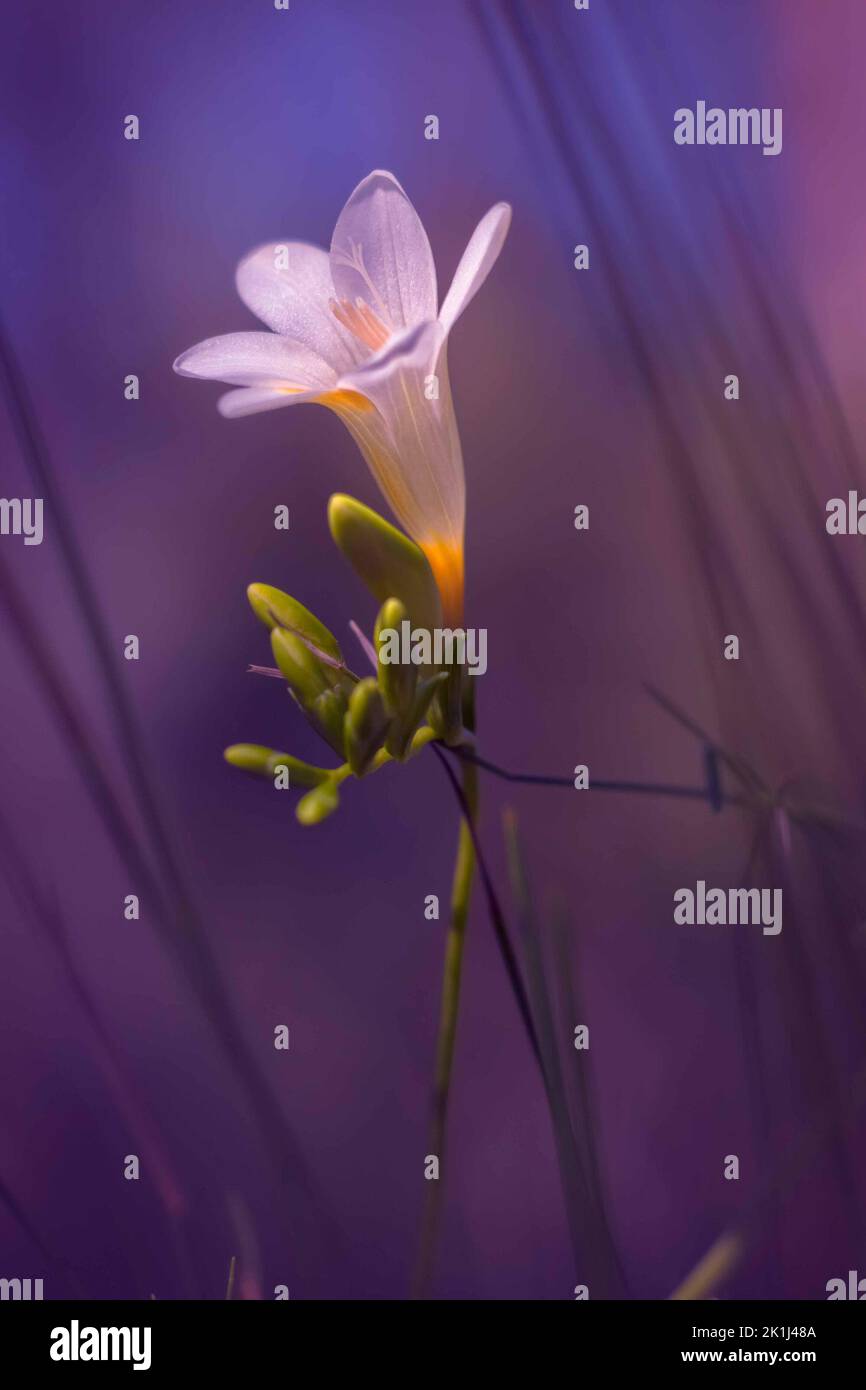 A Freesia (Freesia X hybrida), in flower. Popular as an ornamental and ...