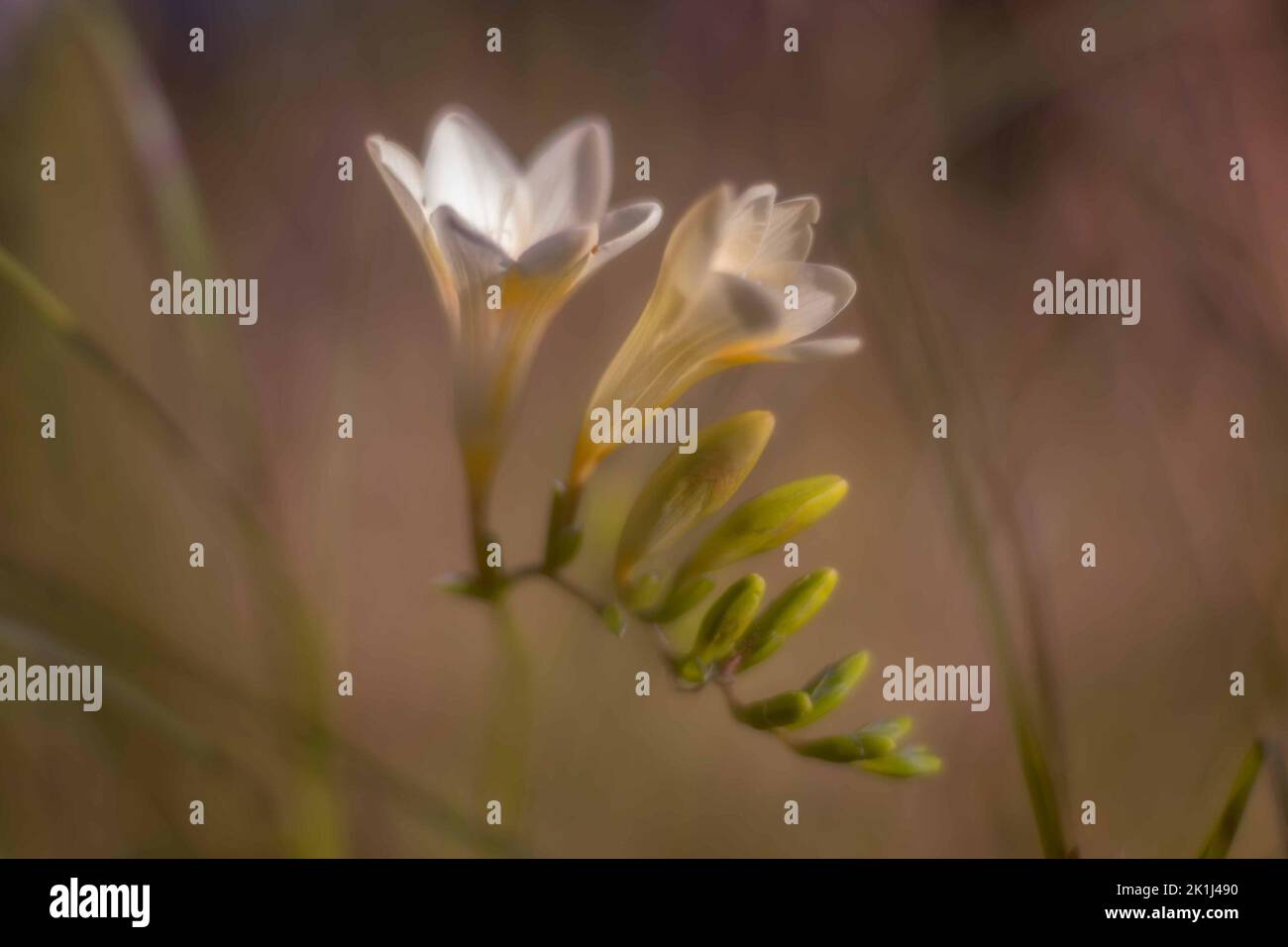 A Freesia (Freesia X hybrida), in flower. Popular as an ornamental and ...