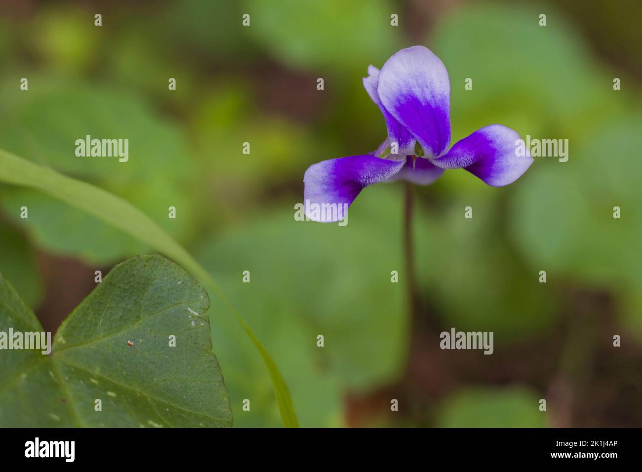 Macro view australian native hi-res stock photography and images - Alamy