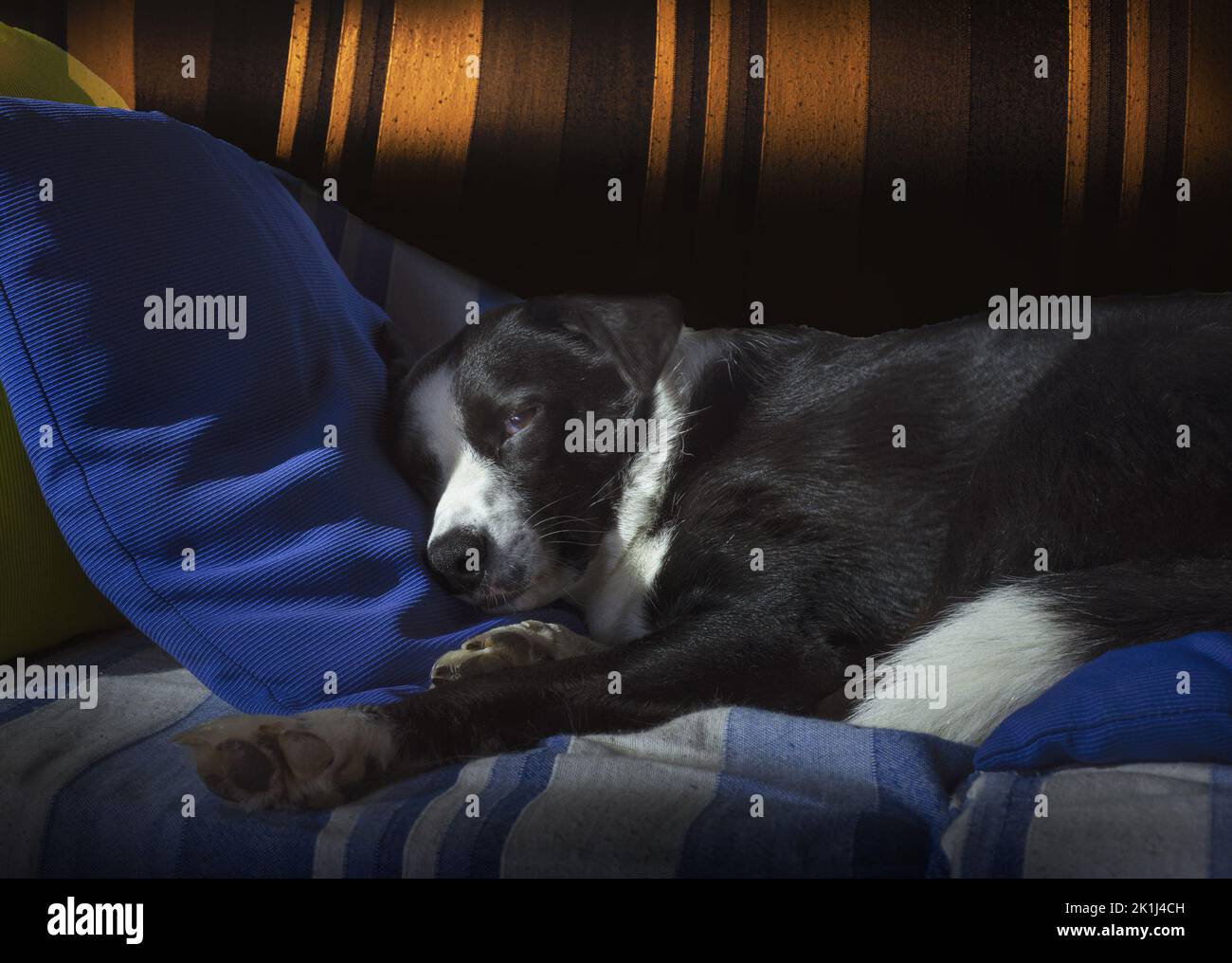 Border collie (Canis familiaris) resting on a settee with soft cushions ...