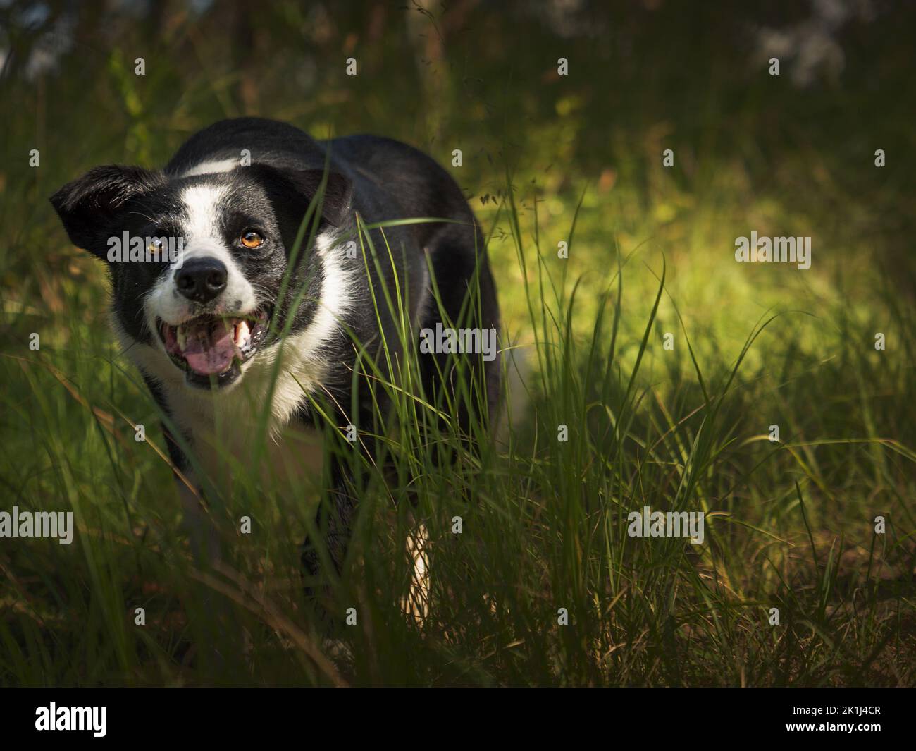 Border collie (Canis familiaris) barking happily at its owner behind ...