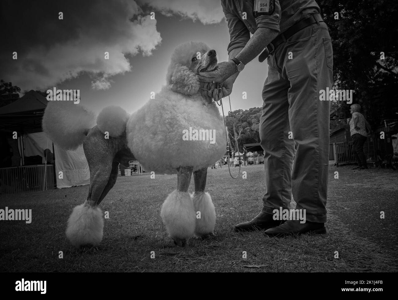 Standard poodle (Canis familiaris), large individual with elaborately ...