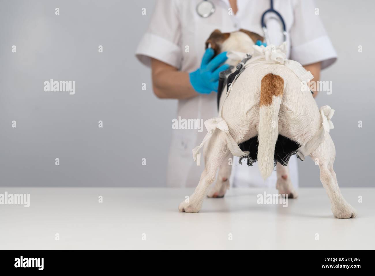 A doctor puts a blanket on a Jack Russell Terrier dog after a surgical ...