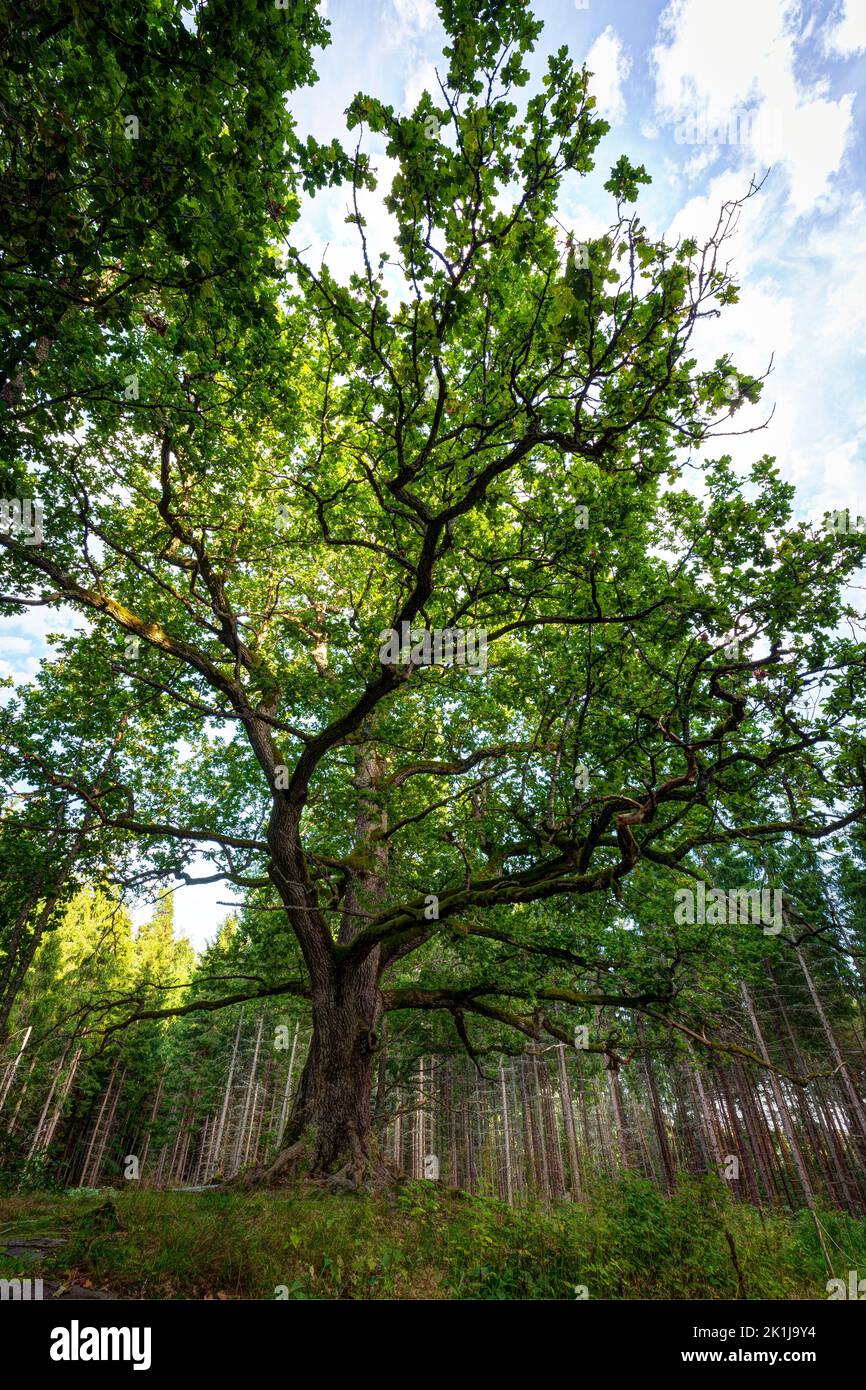 Lush and verdant the oak of Paavola (Paavolan Tammi) - large, old and ...