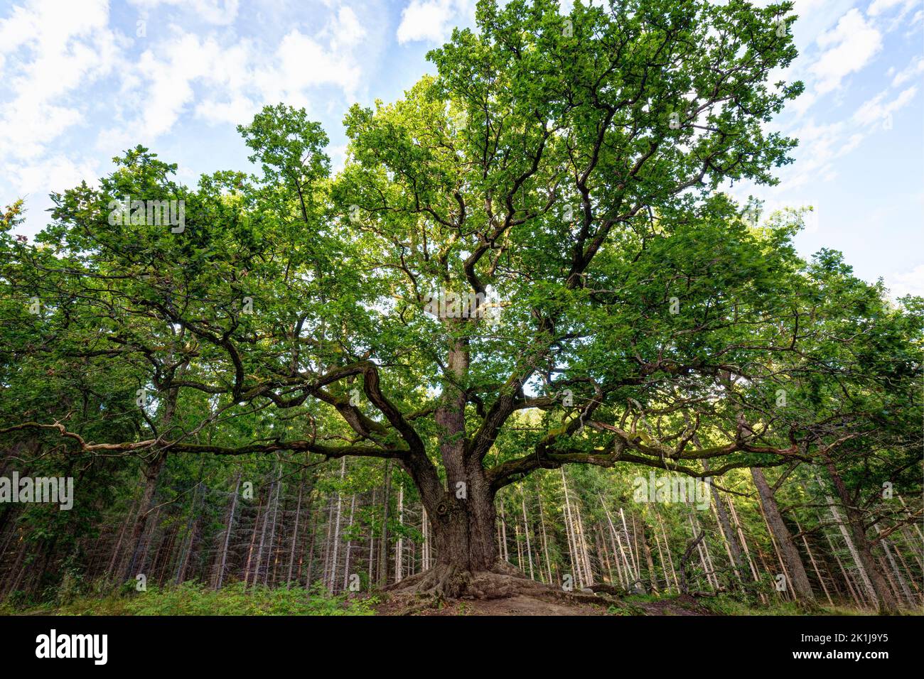 Lush and verdant the oak of Paavola (Paavolan Tammi) - large, old and ...