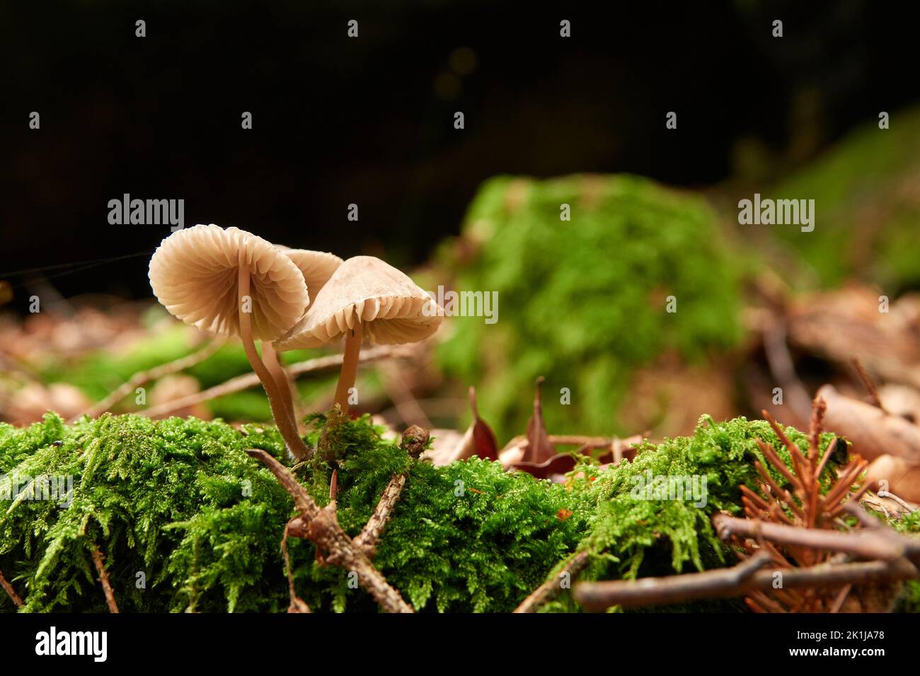 Bleeding fairy helmet mushroom (mycena haematopus) on the forest floor ...