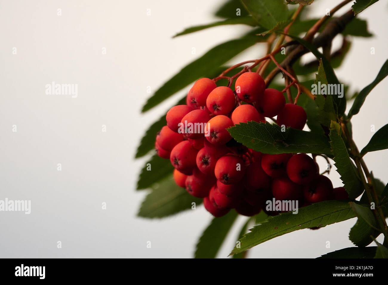 Rowan liqueur hi-res stock photography and images - Alamy