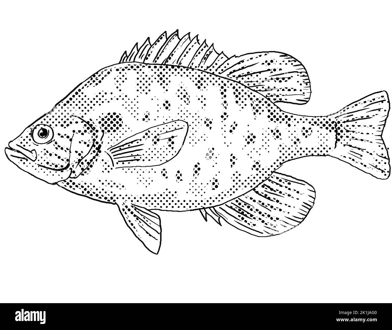 Cartoon style line drawing of an orangespotted sunfish or Lepomis ...