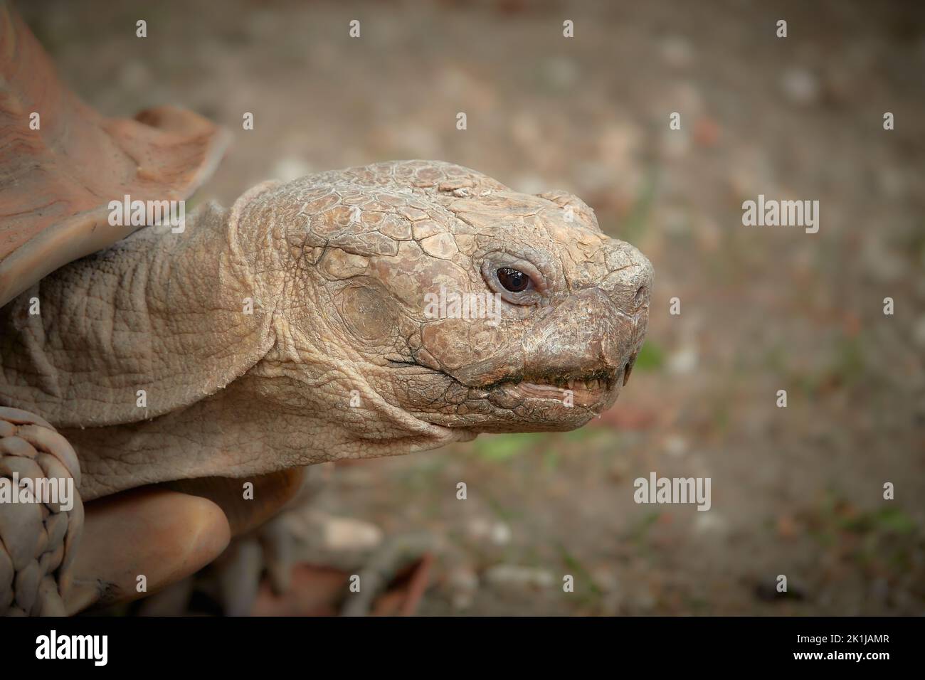 Native reptilian species hi-res stock photography and images - Alamy