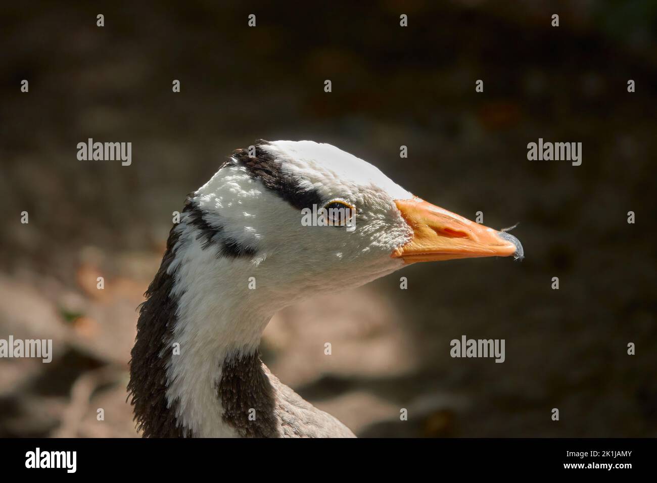 Portrait of an bar-headed goose Stock Photo - Alamy