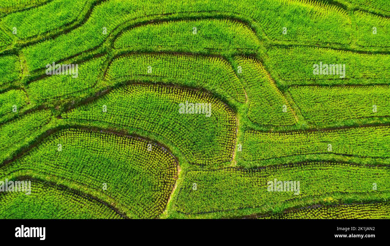 Aerial view of the green rice terraces on the mountains in spring ...