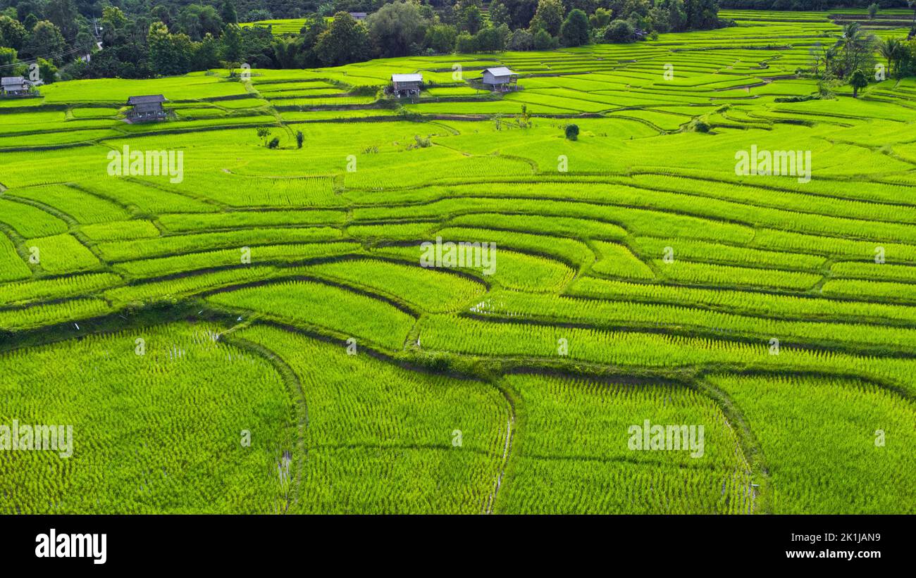 Aerial view of the green rice terraces on the mountains in spring ...