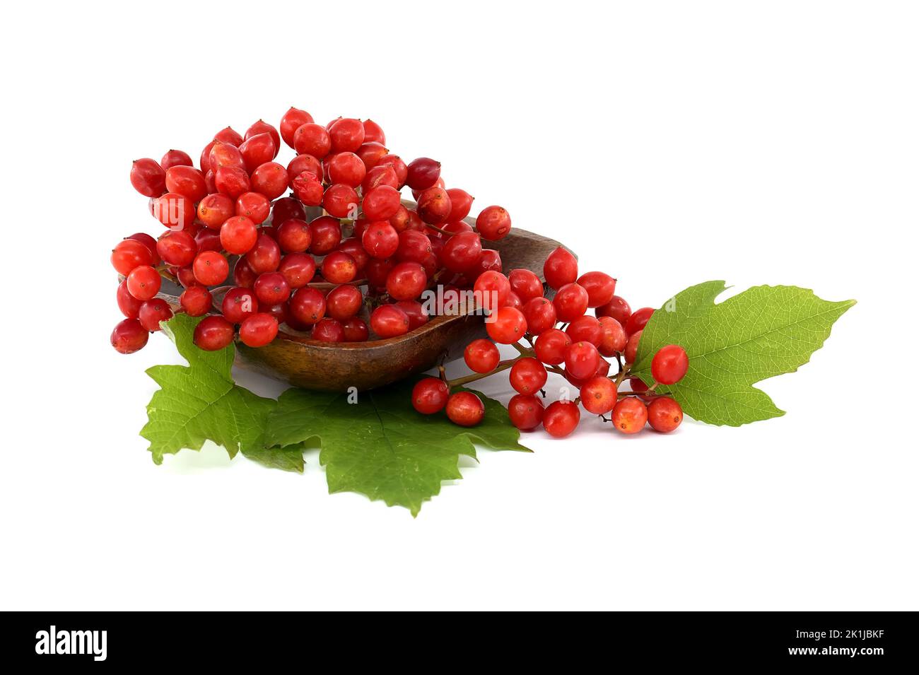 Guelder Rose or Viburnum Opulus plant berries and leaves isolated on ...