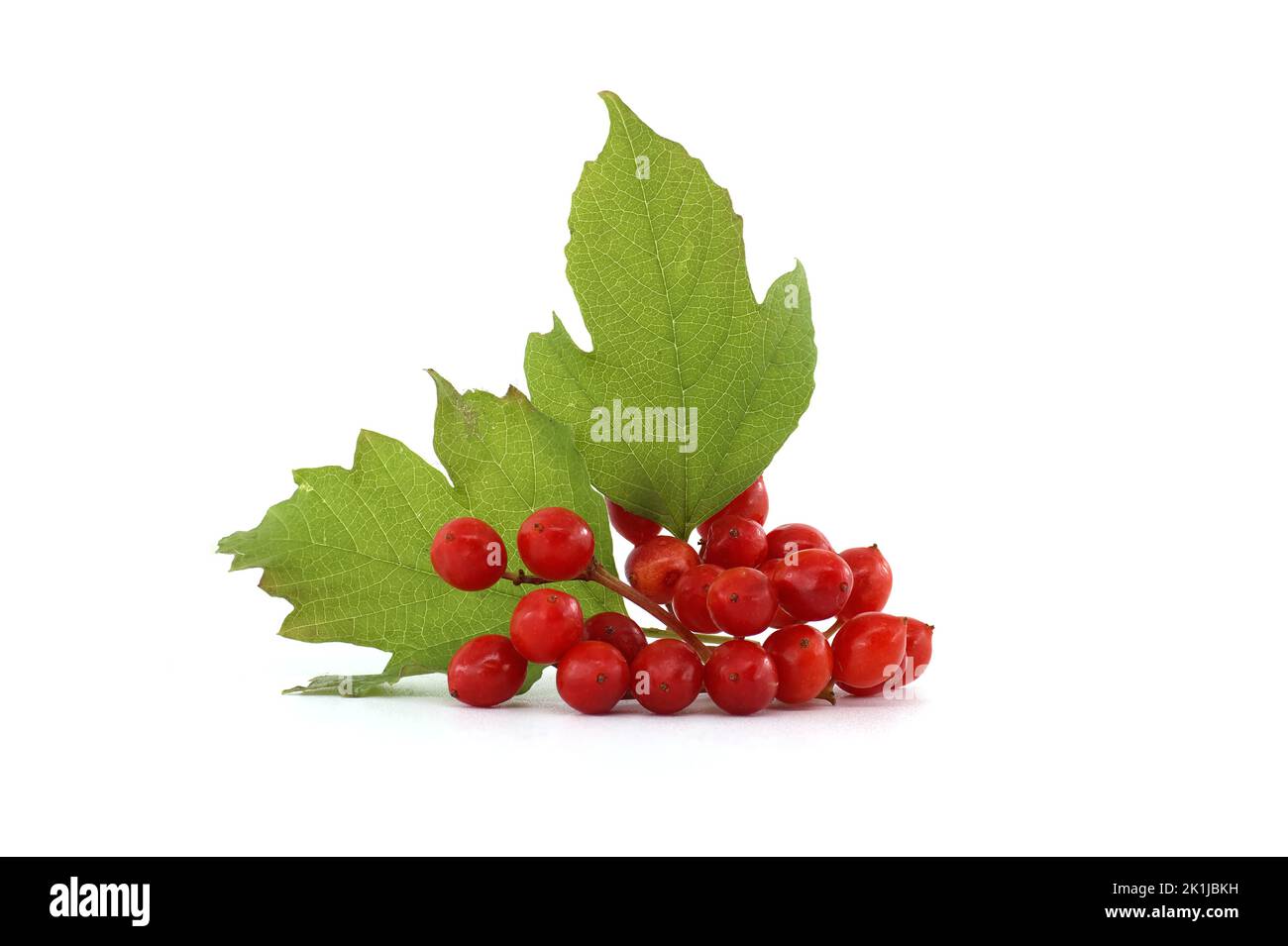 Guelder Rose or Viburnum Opulus plant berries and leaves isolated on ...