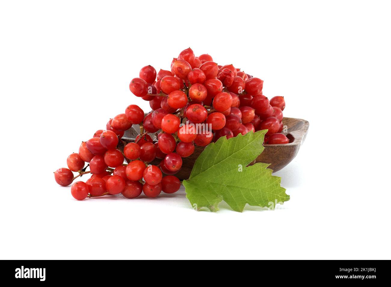 Viburnum opulus or Guelder Rose berries and leaves isolated on white ...