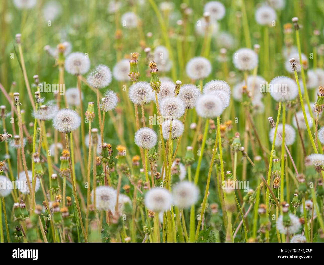Field with white dandelion flowers. Meadow of white dandelions. Summer ...