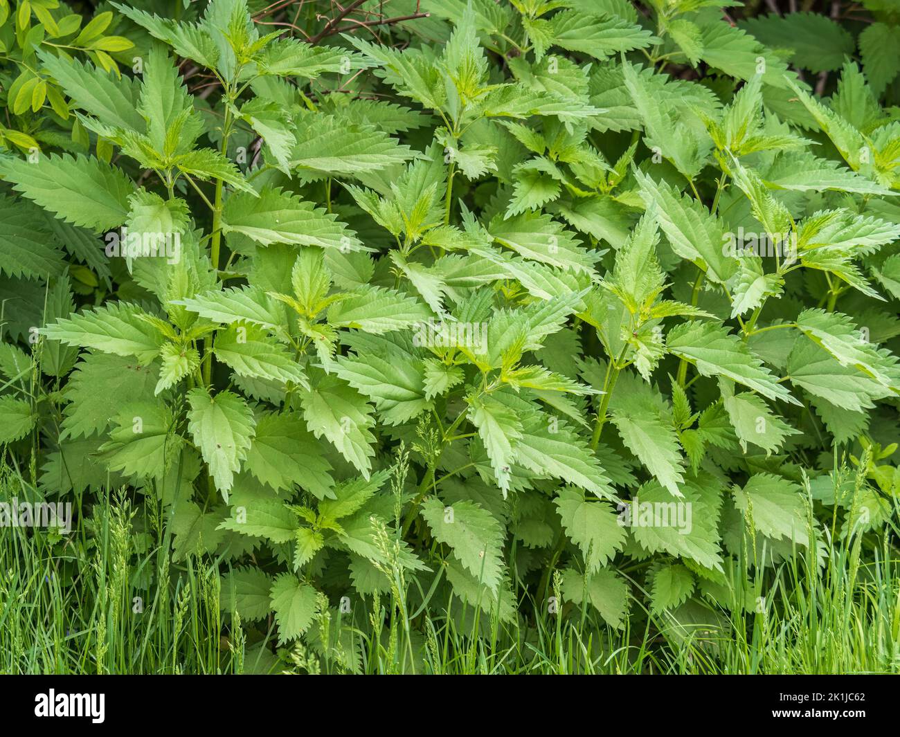 The nettle, Urtica dioica, with green leaves grows in natural thickets ...