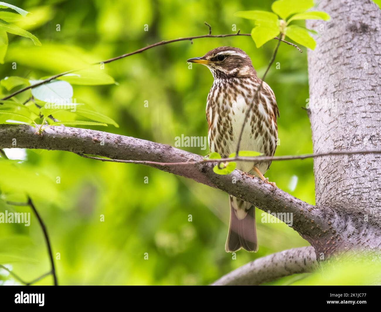 Wood bird Redwing, Turdus iliacus, sits on tree branch. Small thrush ...