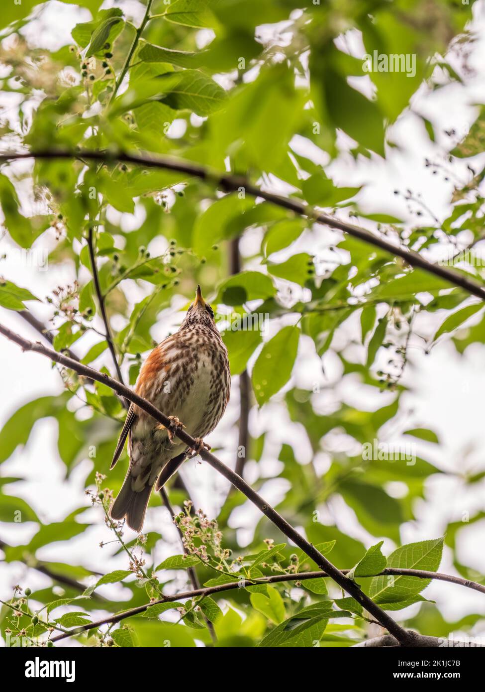 Wood bird Redwing, Turdus iliacus, sits on tree branch. Small thrush ...