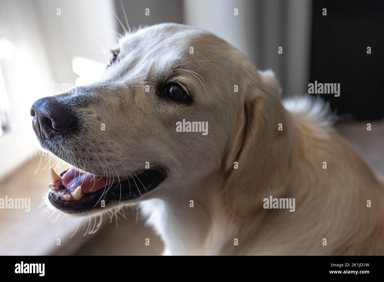 Dog labrador close-up in the interior of the house Stock Photo - Alamy