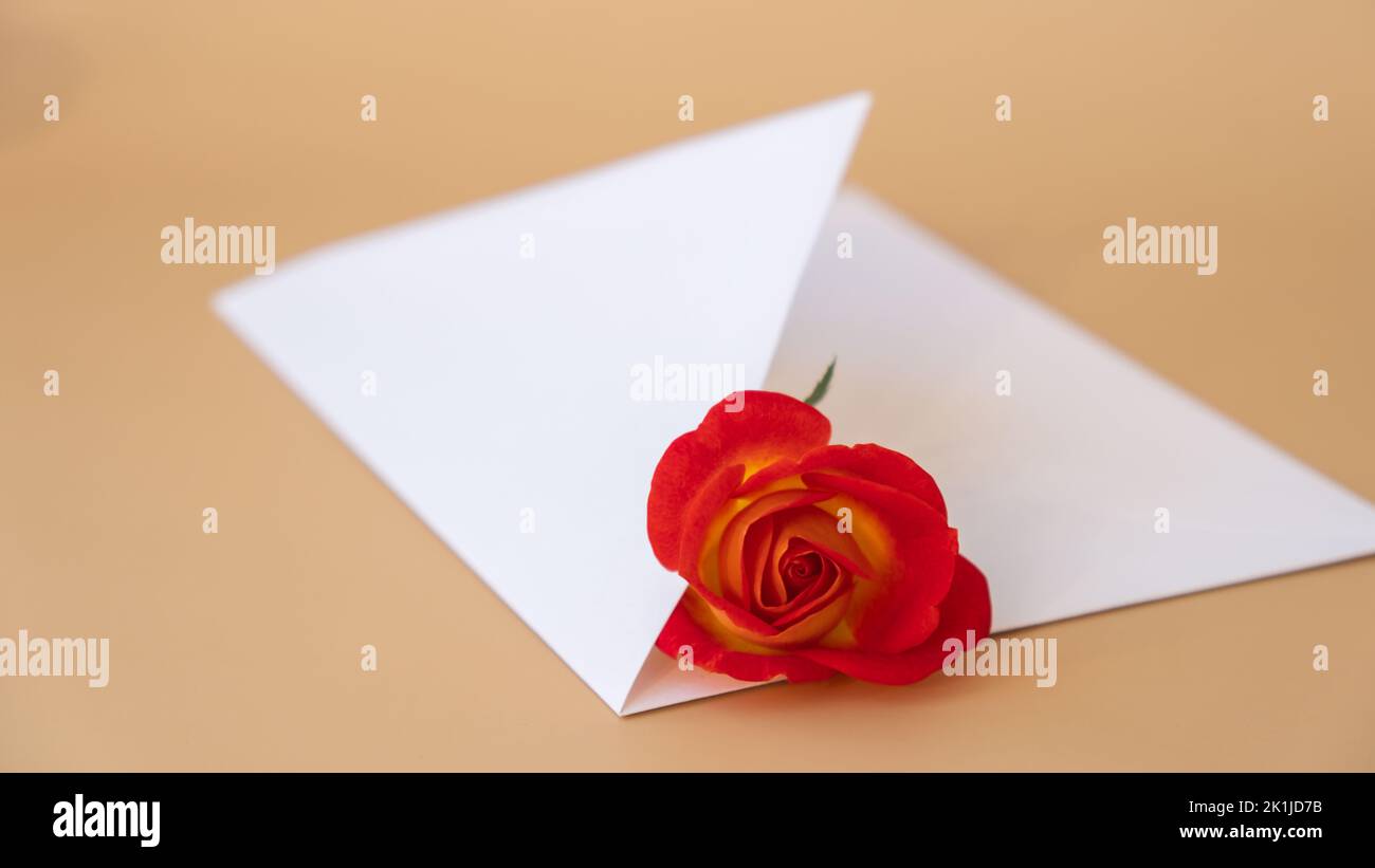 Beautiful red roses flowers in postal envelope on neutral beige ...