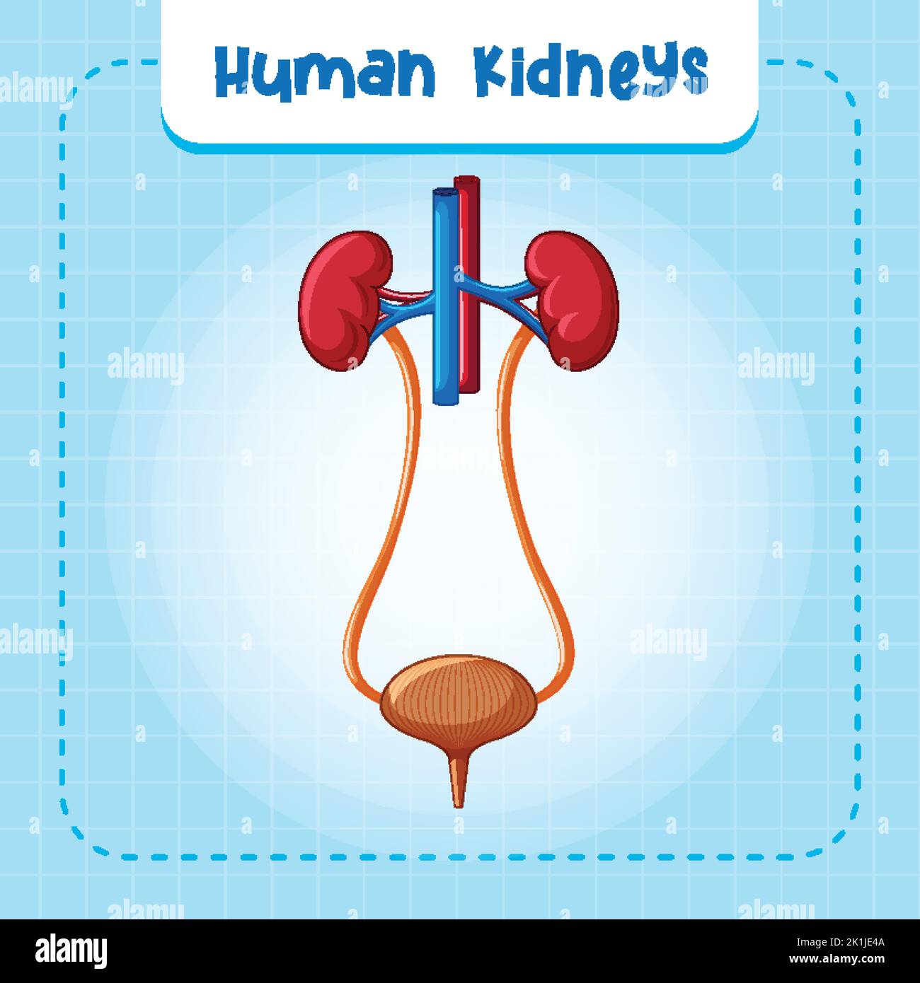 Human internal organ with kidneys and bladder illustration Stock Vector ...