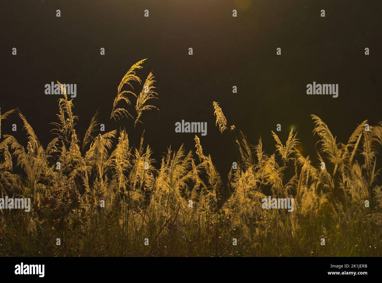 reeds in backlights Stock Photo - Alamy