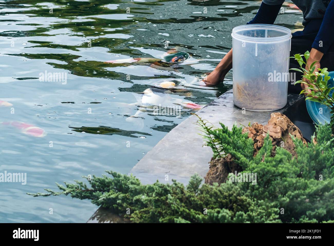 Asian male worker take care and feeding food by hand to his lovely pet ...