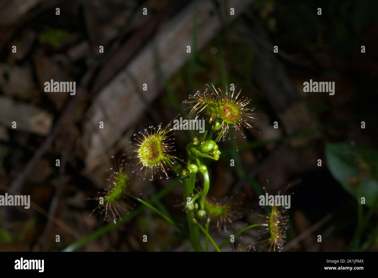 Insects prepare for a sticky death! Ear Sundews (Drosera Auriculata ...