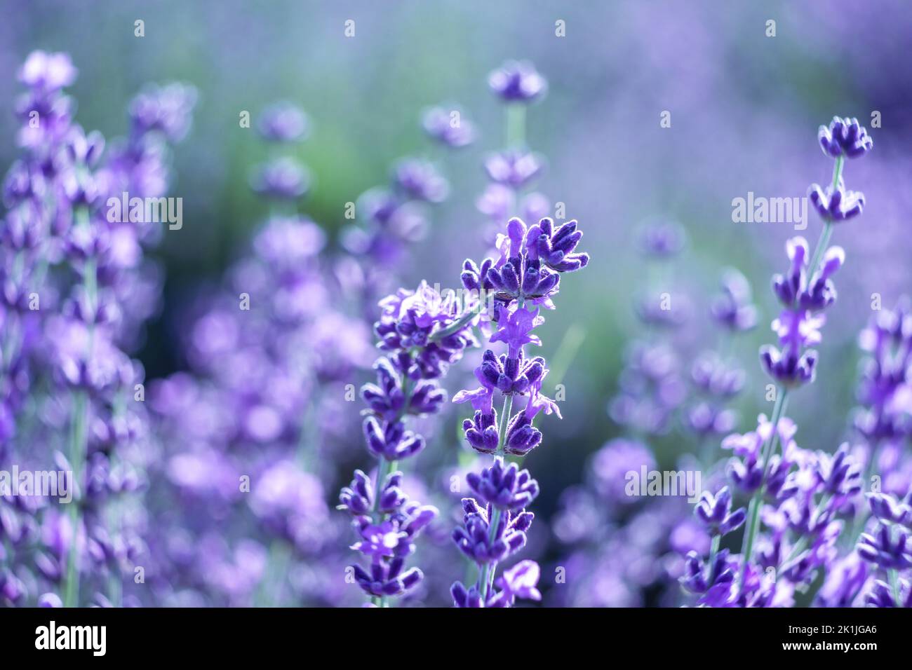 Lavender flower background with beautiful purple colors and bokeh ...