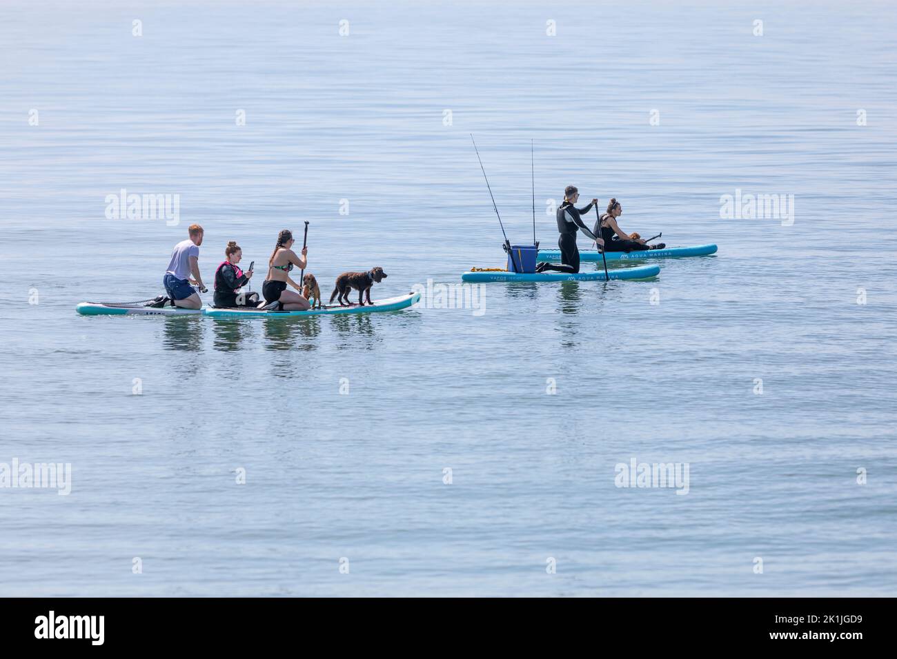 A group of people with pet dogs paddle boarding on a calm blue sea ...