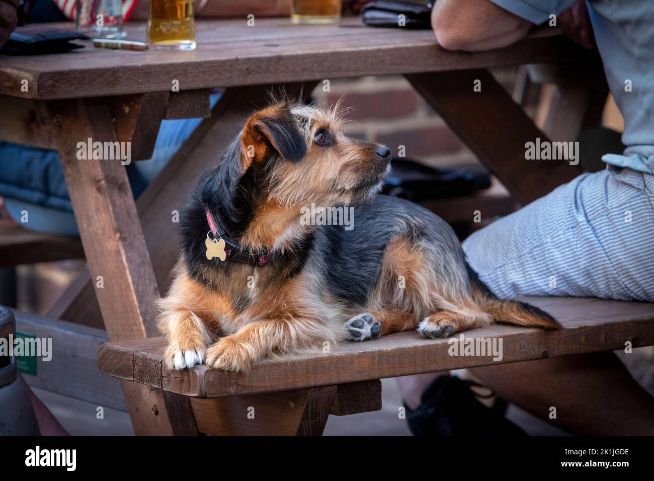 Brown dog pub hi-res stock photography and images - Alamy
