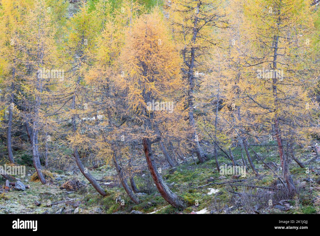 Old Larch tree forest in autumn Stock Photo - Alamy